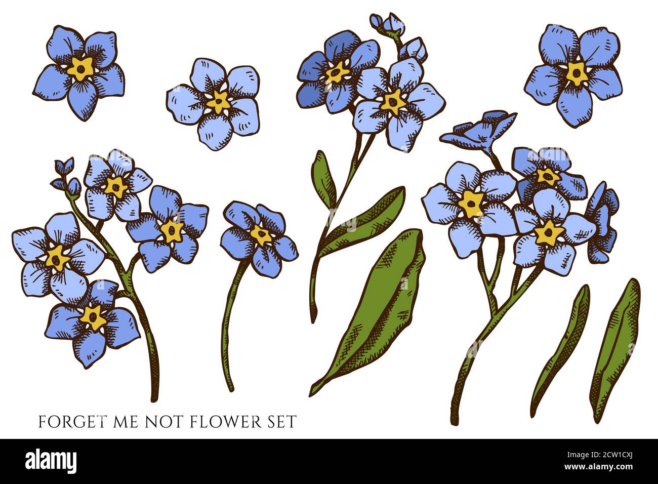 Vector set of hand drawn colored forget me not flower Stock Vector ...