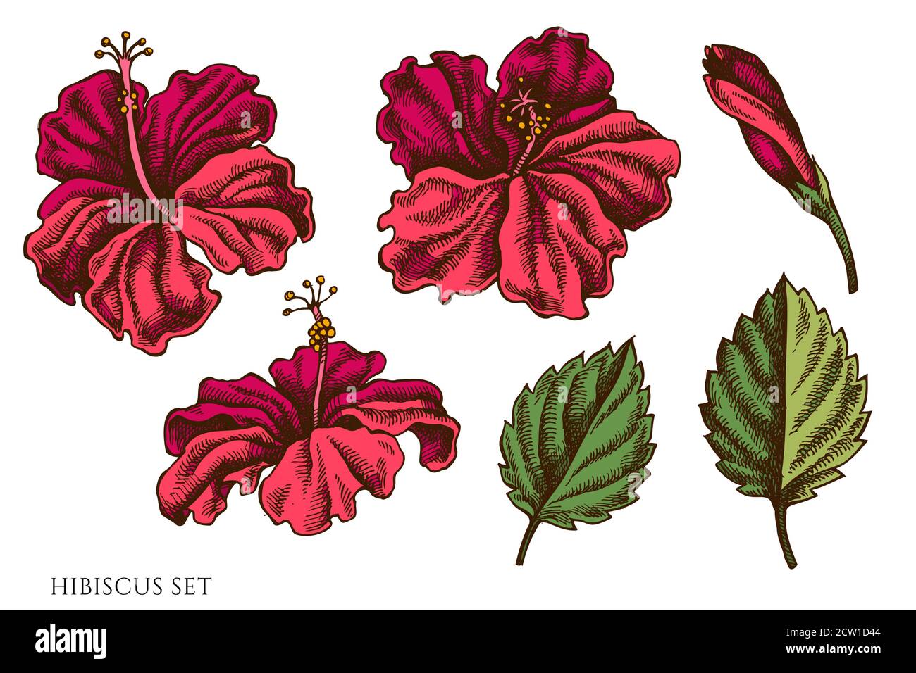 Tropical red hibiscus bud Stock Vector Images - Alamy