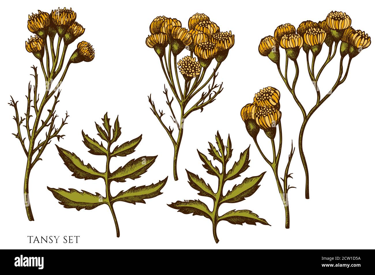 Vector set of hand drawn colored tansy Stock Vector Image & Art - Alamy