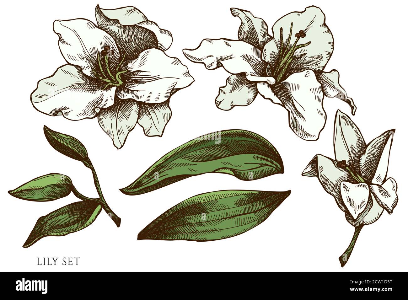 Vector set of hand drawn colored lily Stock Vector Image & Art - Alamy