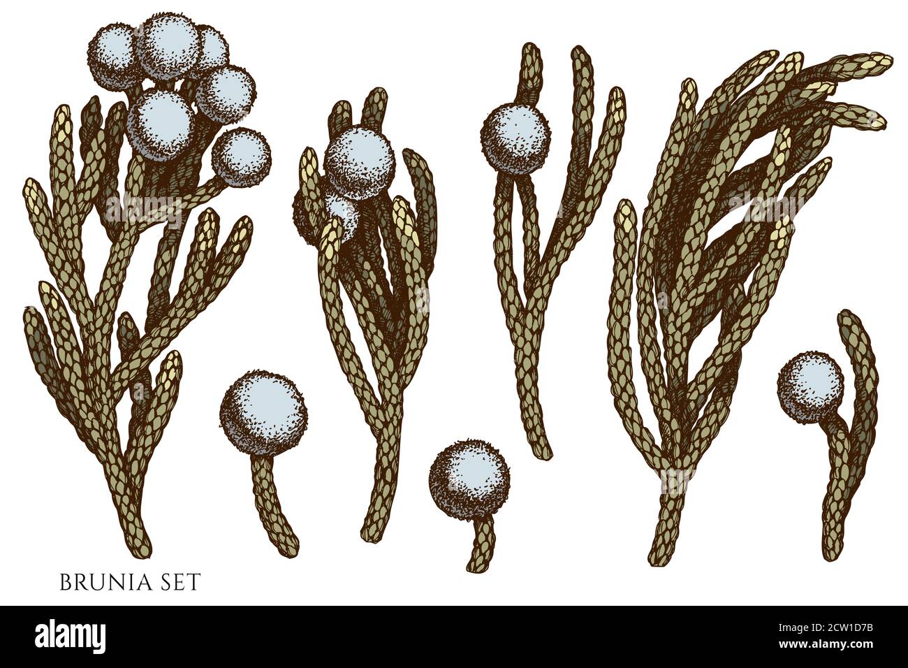 Vector set of hand drawn colored brunia Stock Vector Image & Art - Alamy
