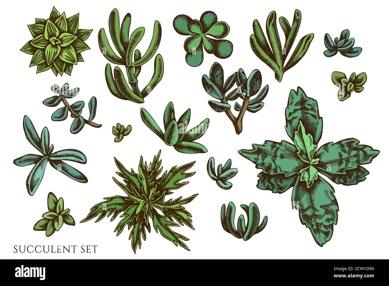 Vector set of hand drawn colored succulent Stock Vector Image & Art - Alamy