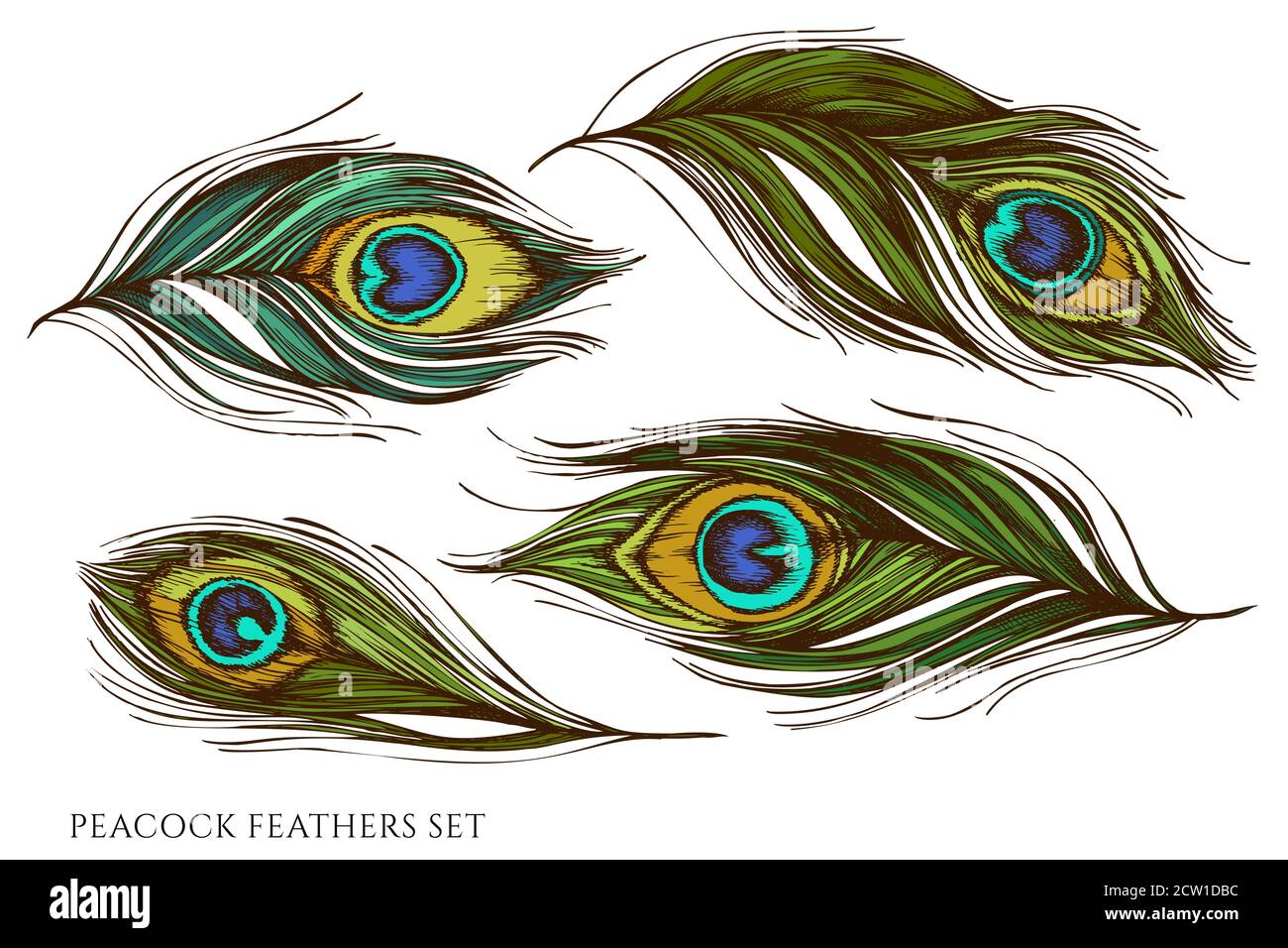 Colorful Peacock Feather Drawing