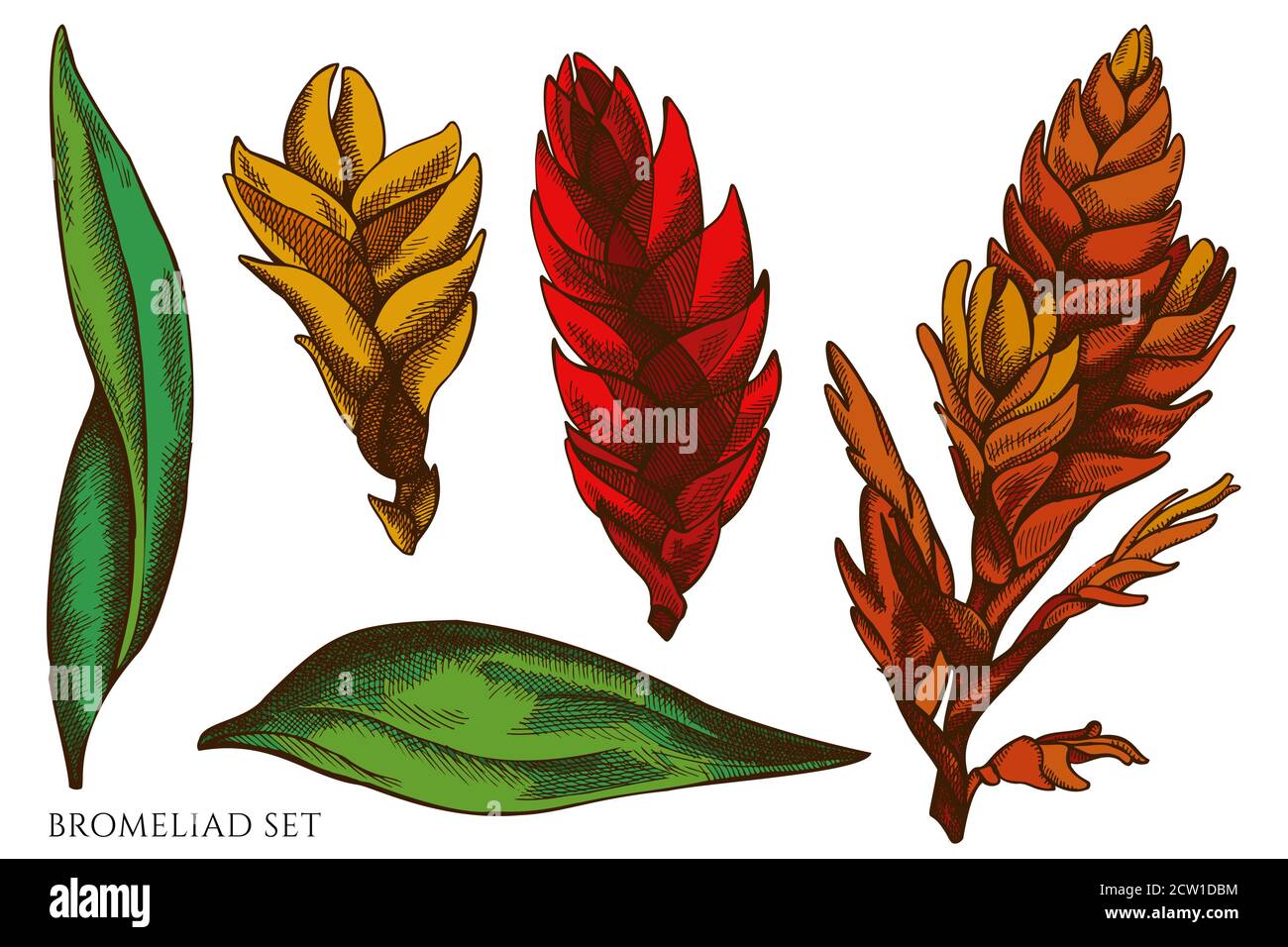 Tropical bromeliad Stock Vector Images - Alamy