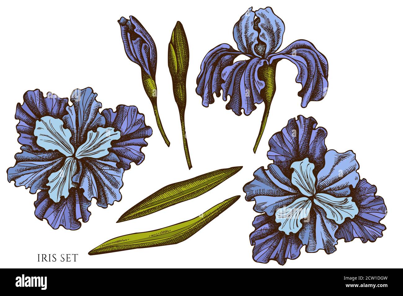 Vector set of hand drawn colored iris Stock Vector Image & Art - Alamy