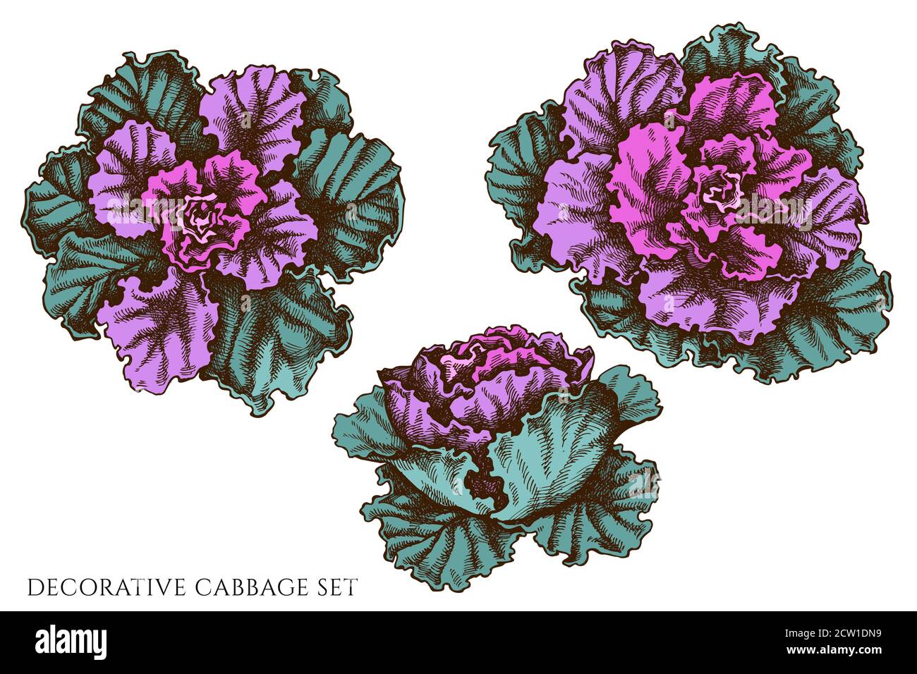 Vector set of hand drawn colored decorative cabbage Stock Vector Image ...