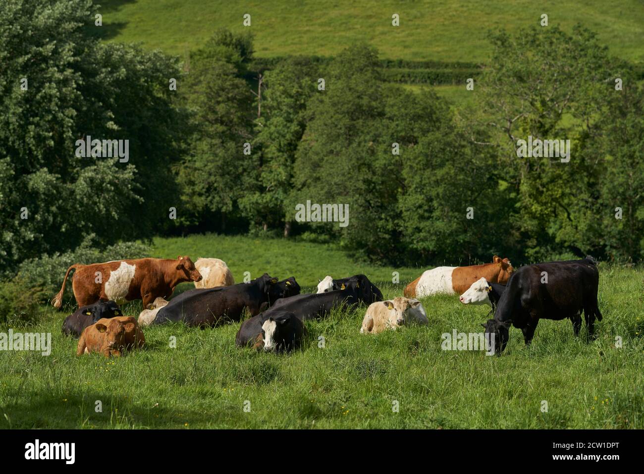 Valley spring bath somerset hi-res stock photography and images - Alamy