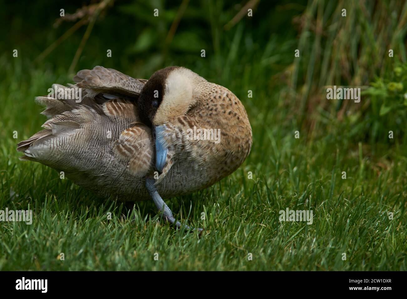 Puna Teal (Spatula puna) at Slimbridge in Gloucestershire, United ...