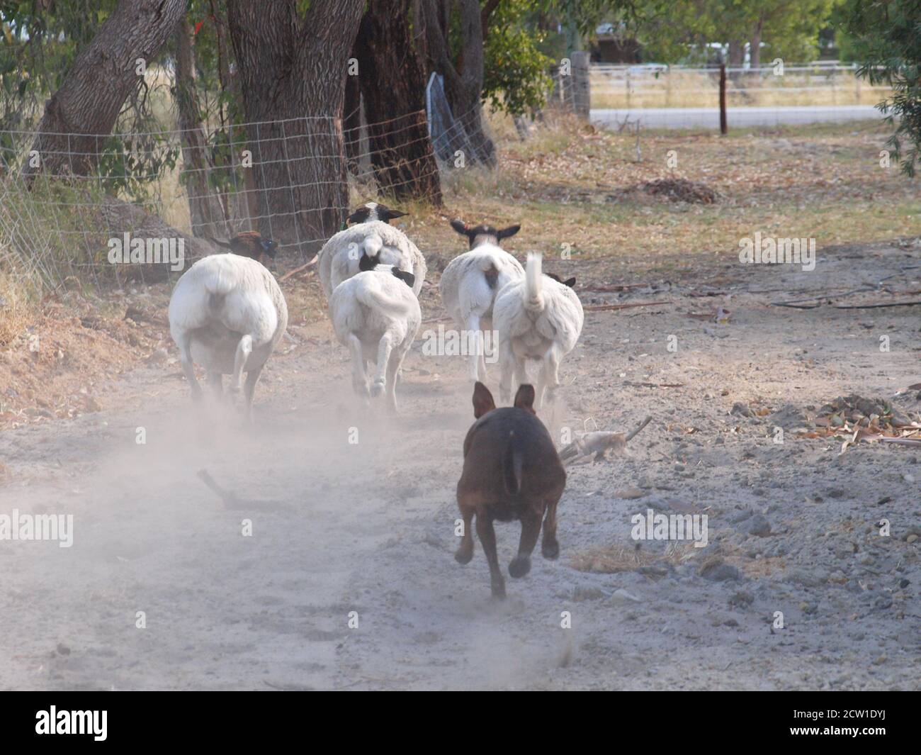 Kelpie herding sheep hi-res stock photography and images - Alamy