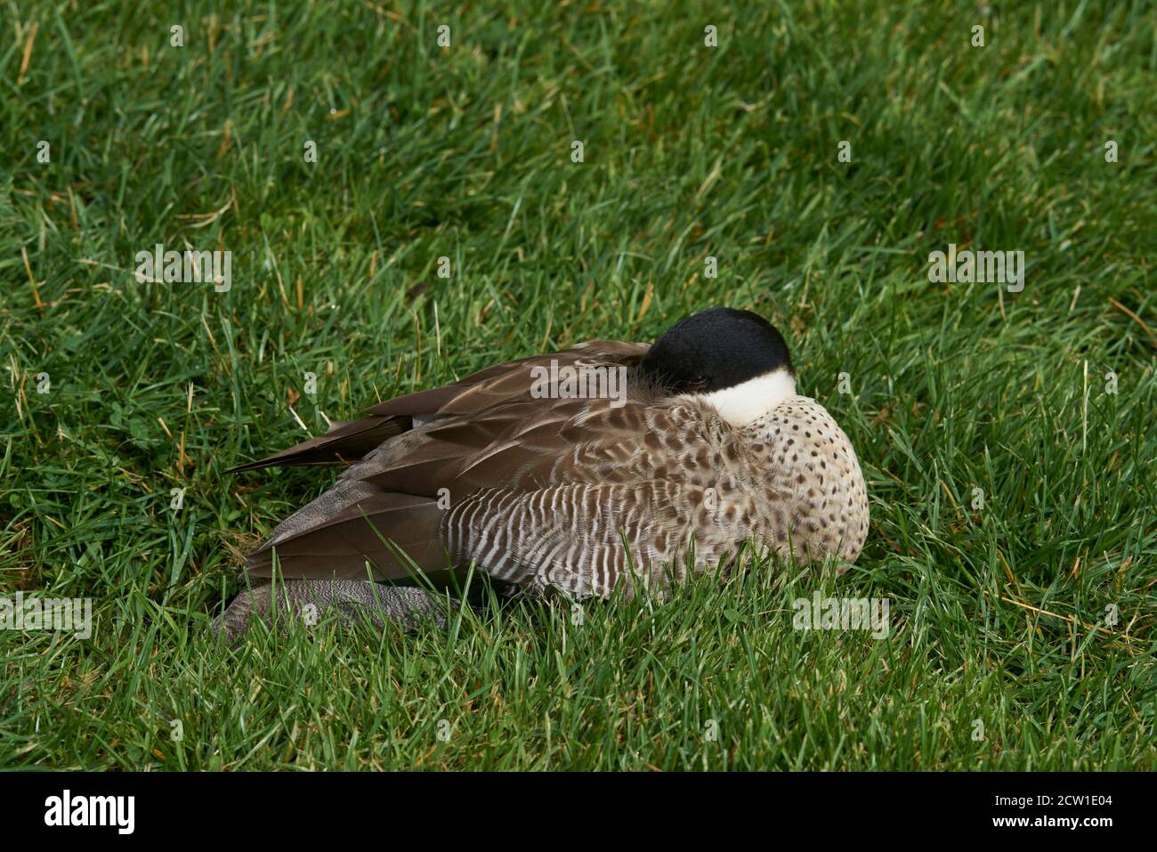 Puna teal spatula puna hi-res stock photography and images - Alamy