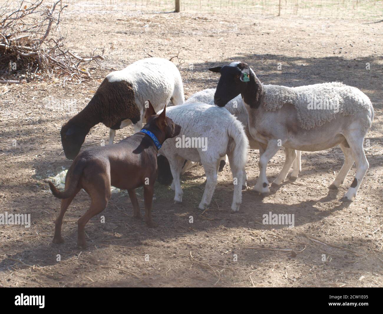 Kelpie herding Dorper sheep, Australia Stock Photo - Alamy