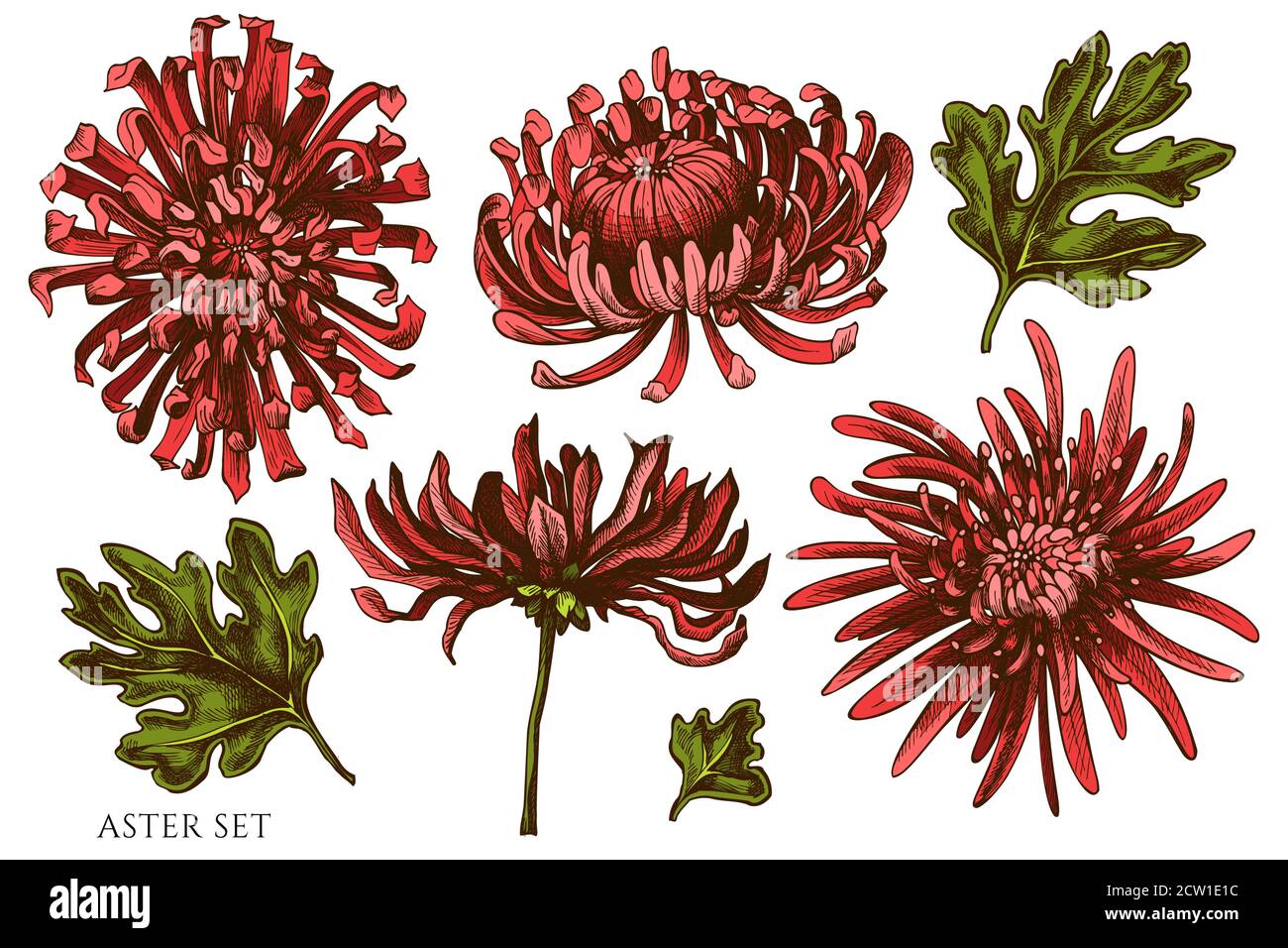 Vector set of hand drawn colored aster Stock Vector Image & Art - Alamy