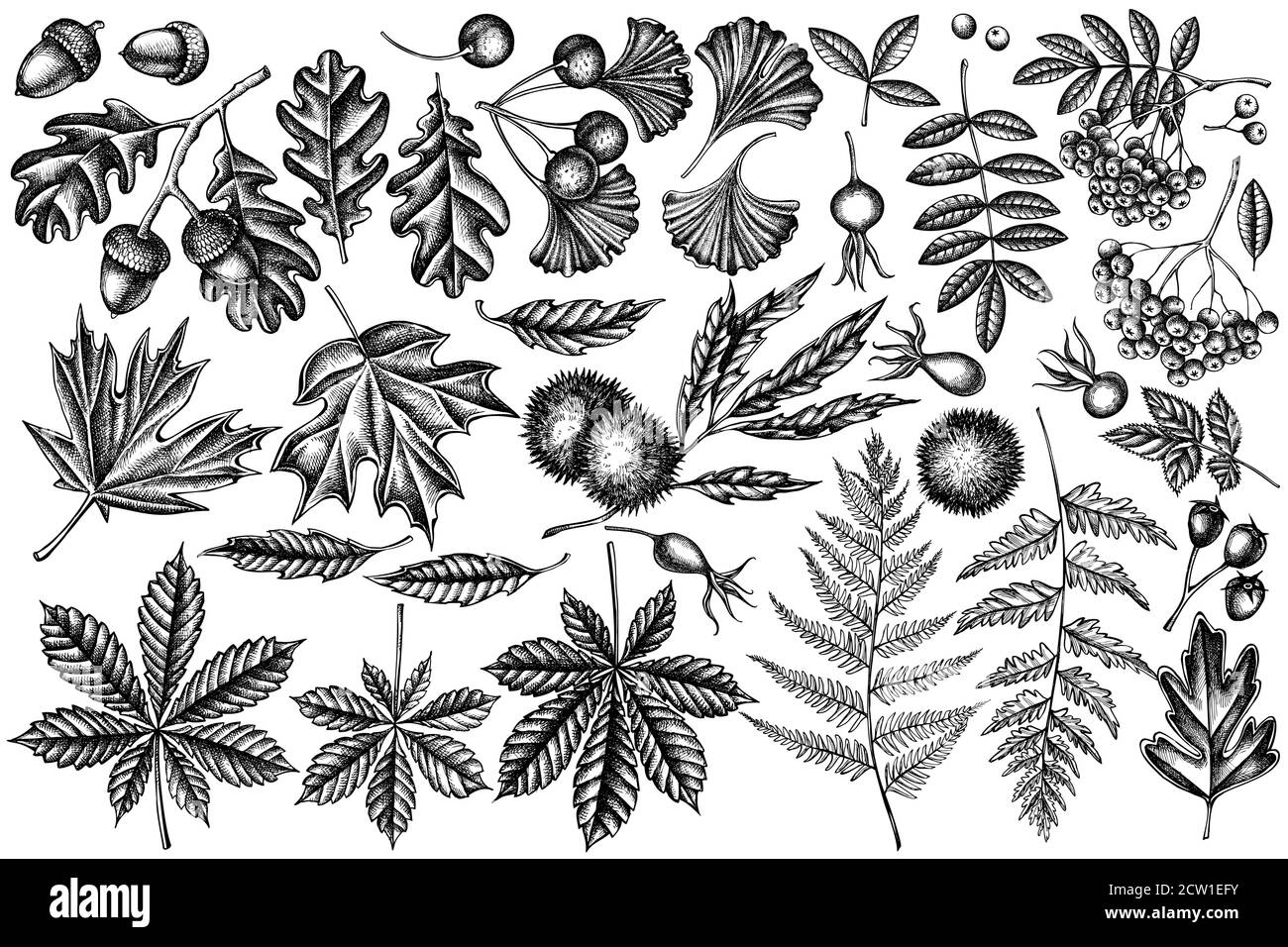 Vector set of hand drawn black and white fern, dog rose, rowan, ginkgo ...