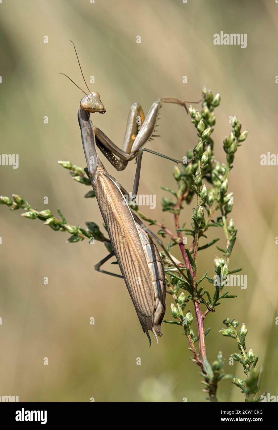 Family of mantis mantidae hi-res stock photography and images - Alamy