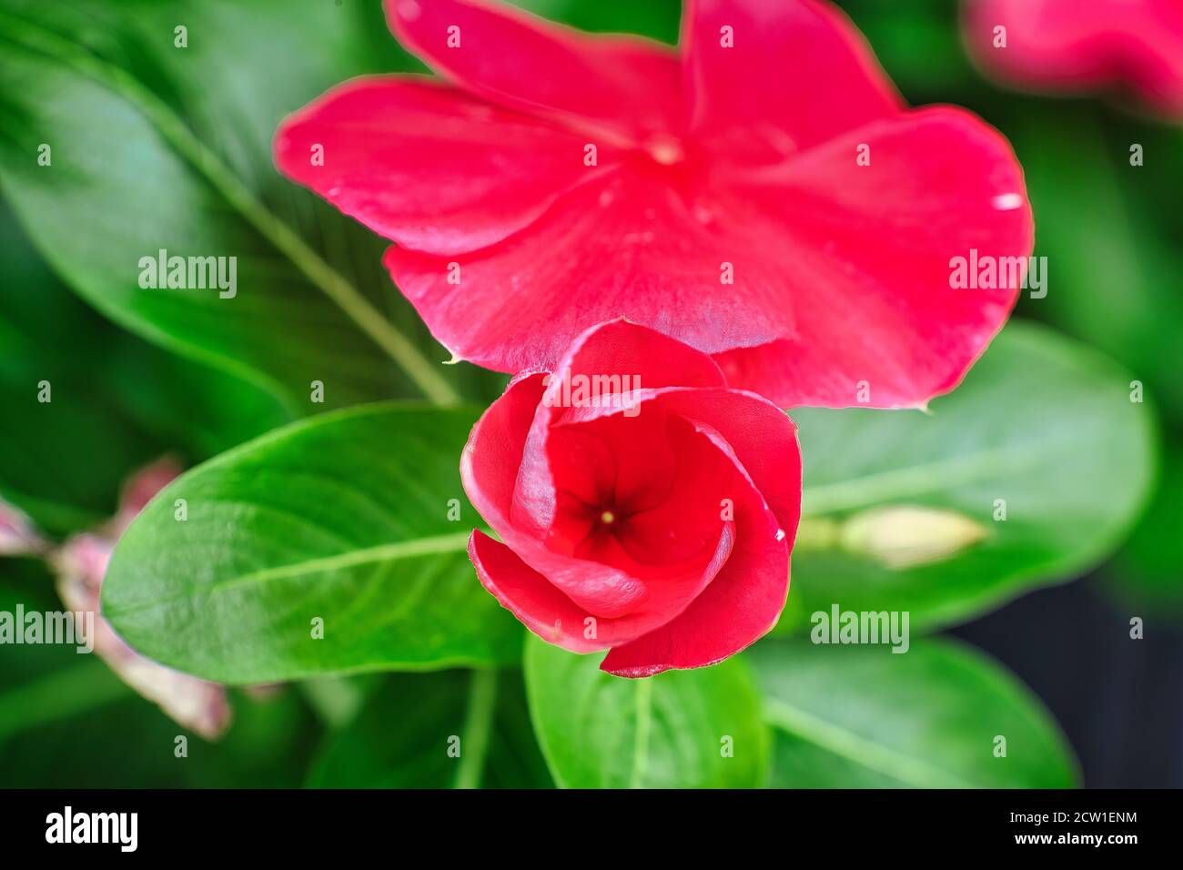 Thousand day red flowers hi-res stock photography and images - Alamy