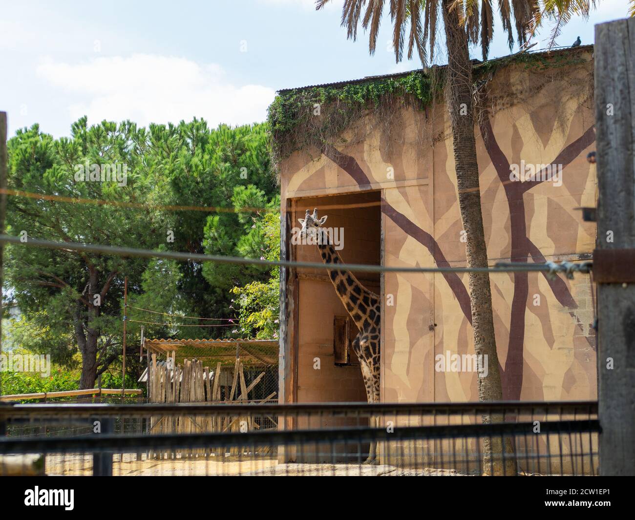 Giraffe in a zoo building Stock Photo - Alamy