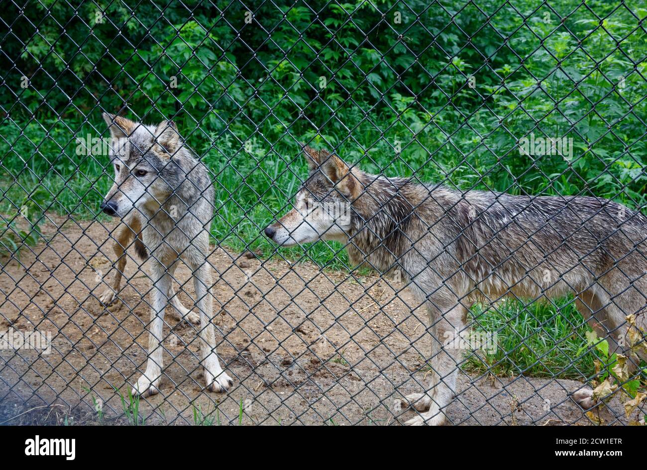 two wolves, behind cyclone fence, waiting for food, close-up, wildlife ...