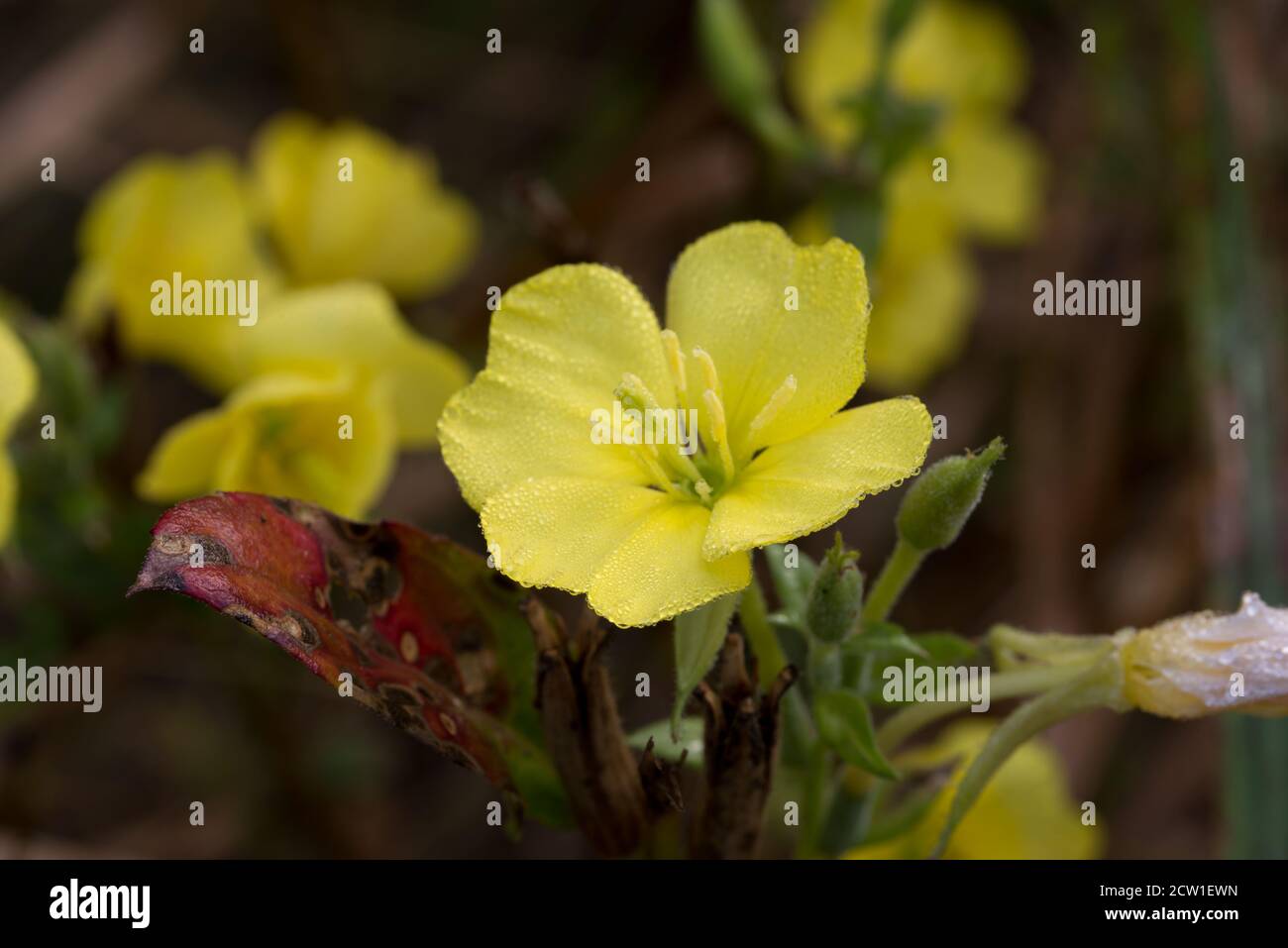 Oenothera biennis common evening primrose yellow flowers in meadow ...