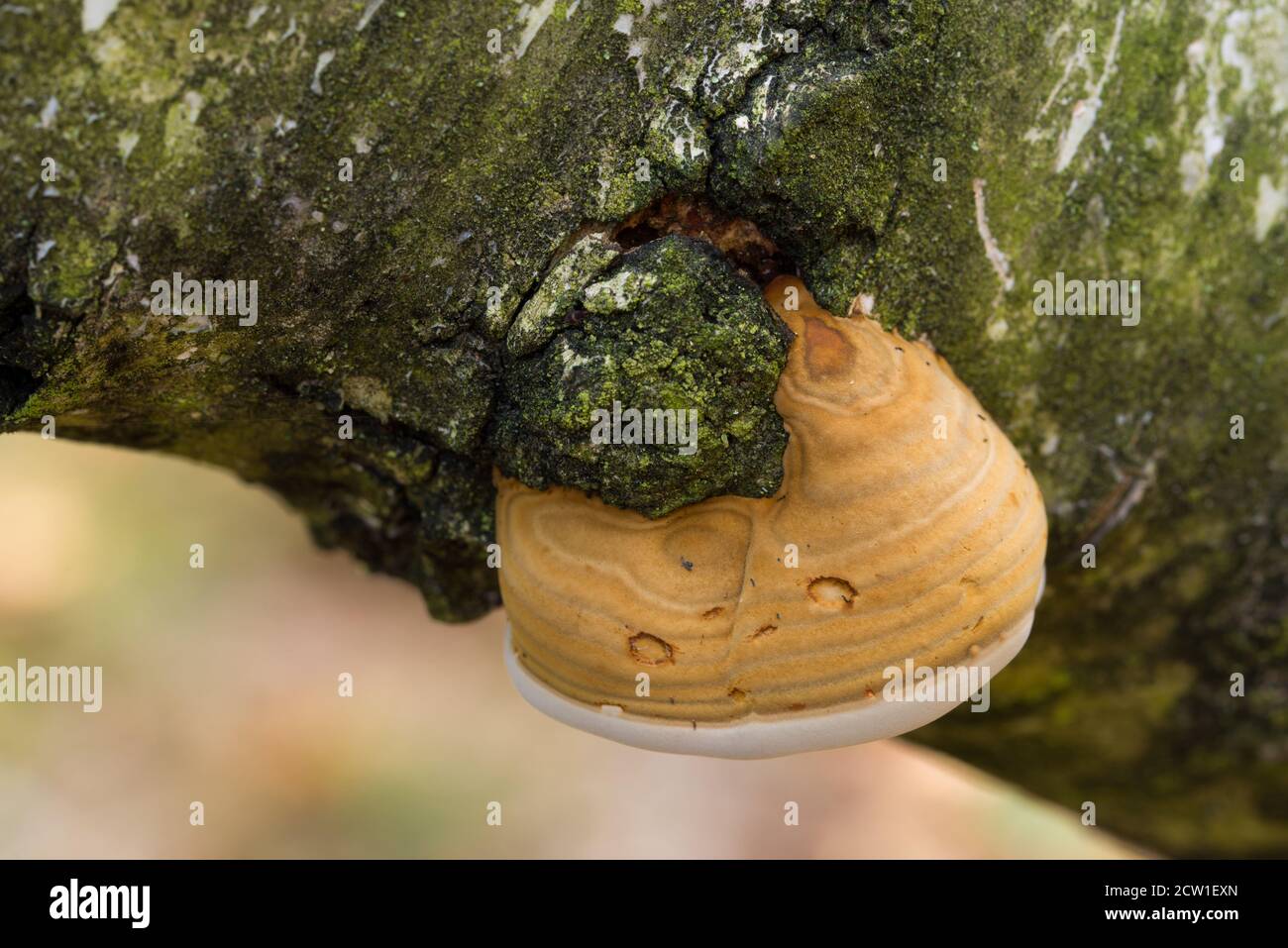 Fomitopsis pinicola, red belt conk on tree trunk closeup selective ...