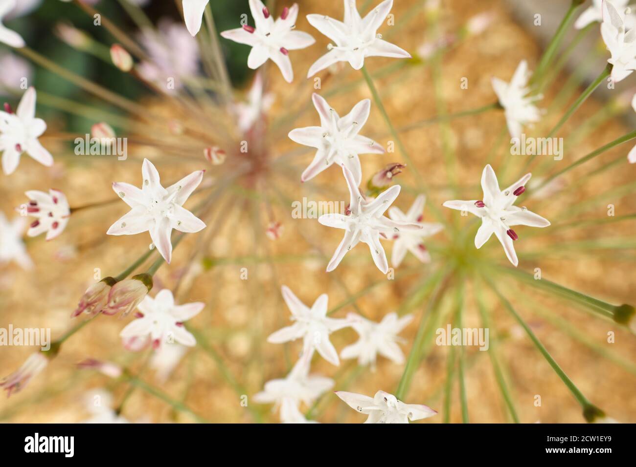 Star shaped white flowers background Stock Photo - Alamy