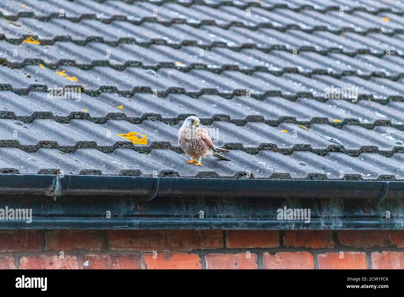 Juvenile common kestrel hi-res stock photography and images - Alamy