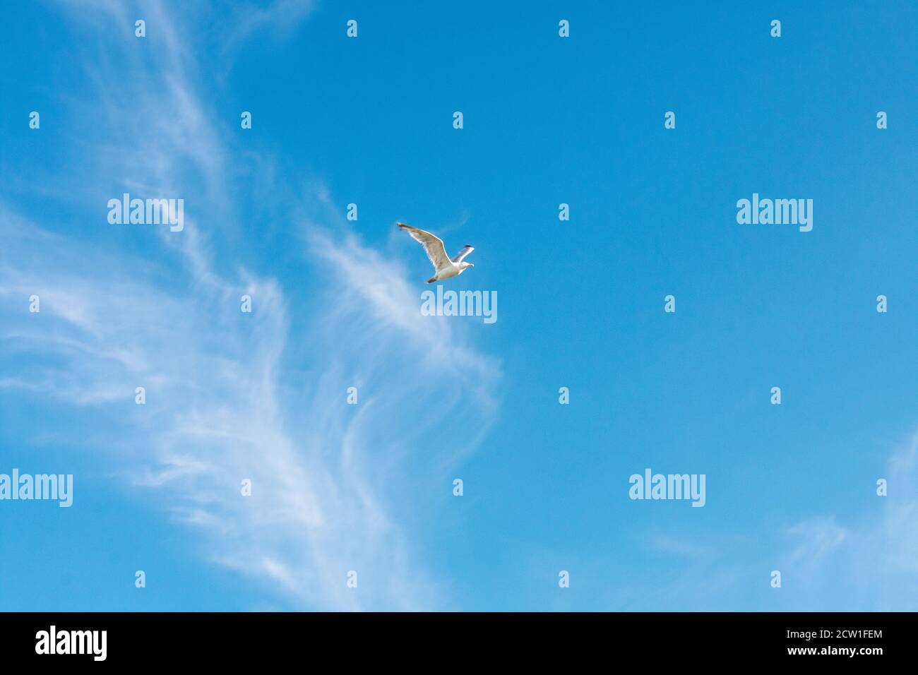 One bird flying clouds hi-res stock photography and images - Alamy