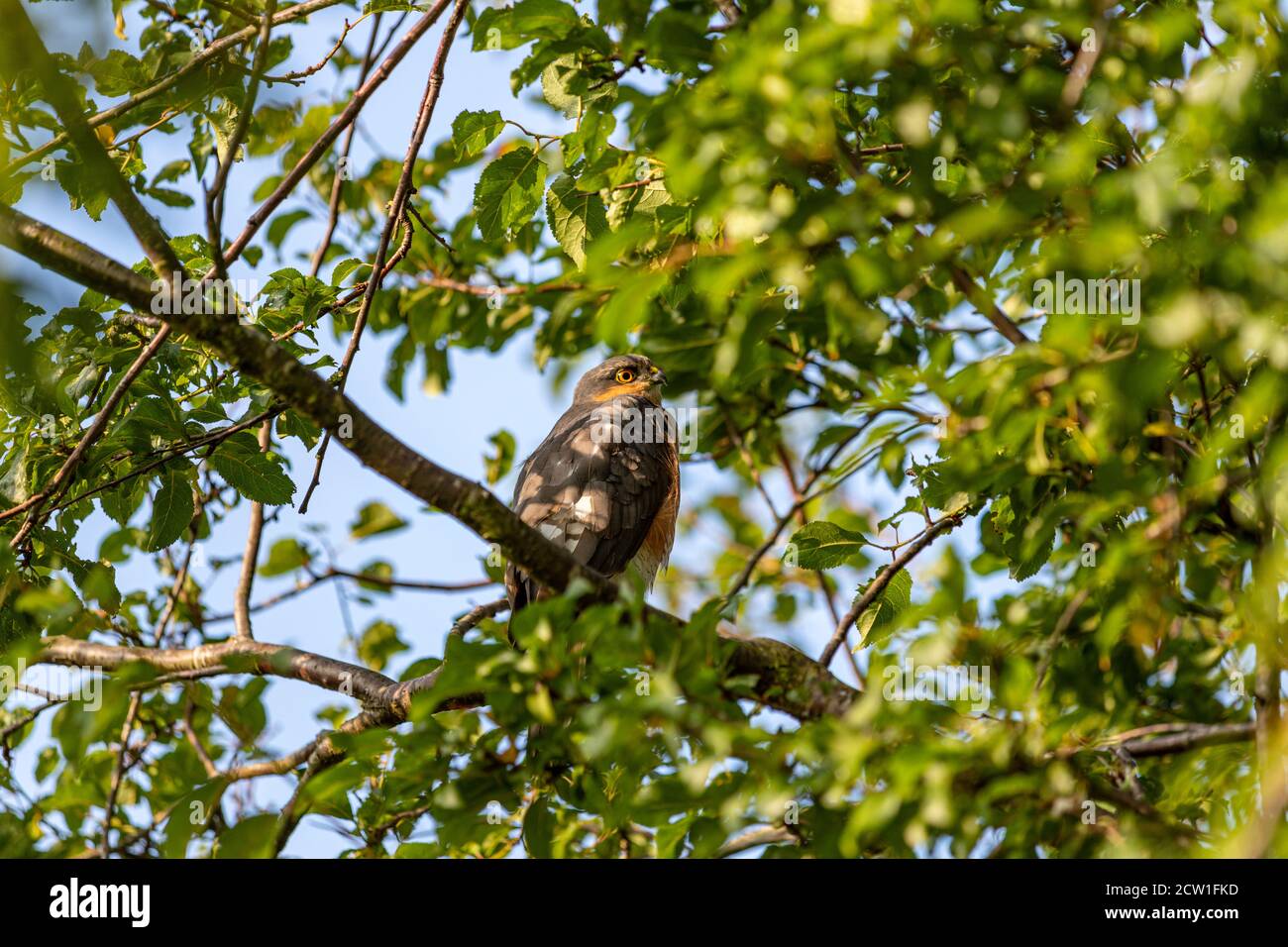 Male eurasian sparrowhawk in a tree hi-res stock photography and images ...
