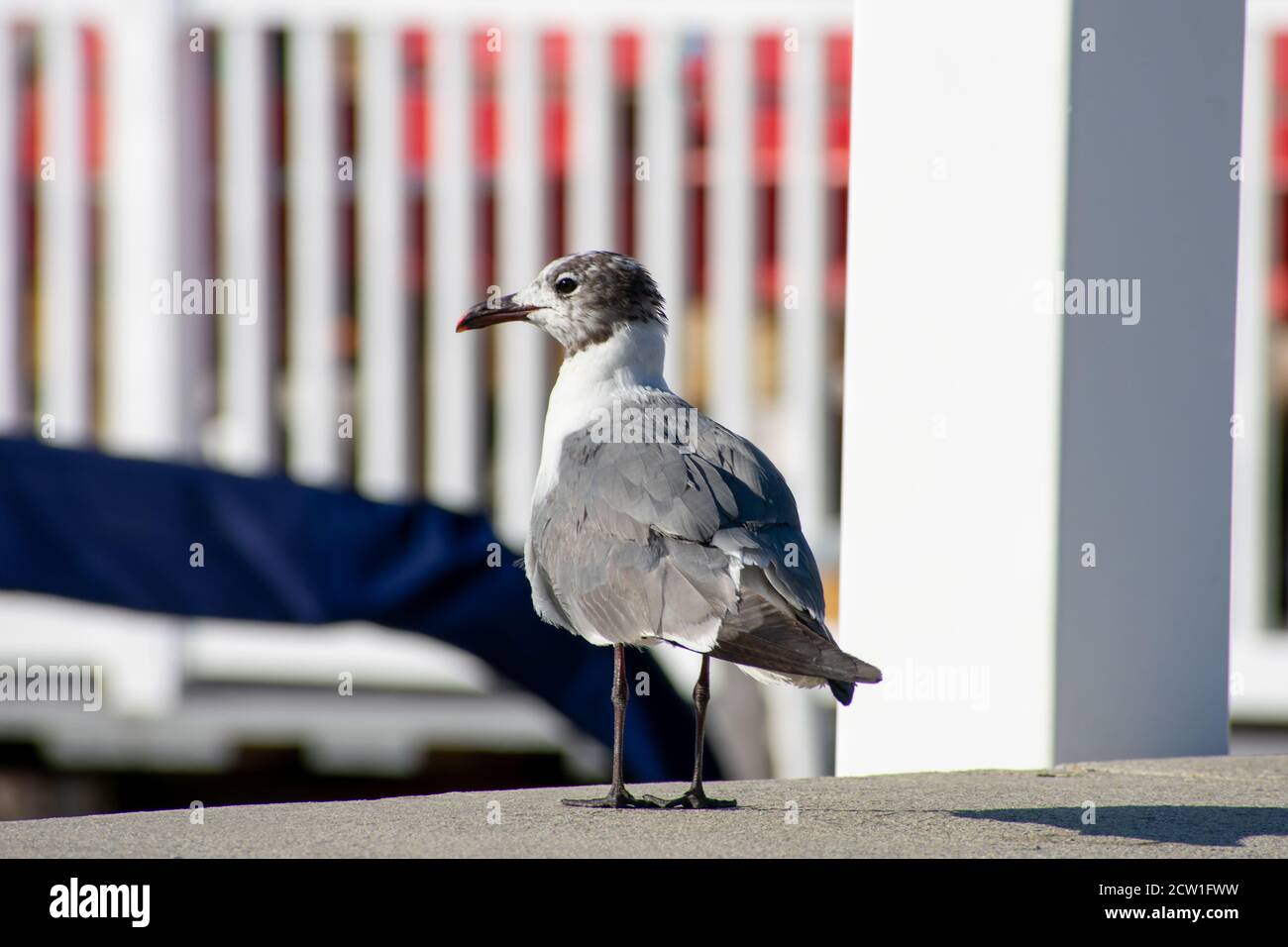 A Seagull Standing on a Concrete Ledge Looking Back at the Camera Stock ...