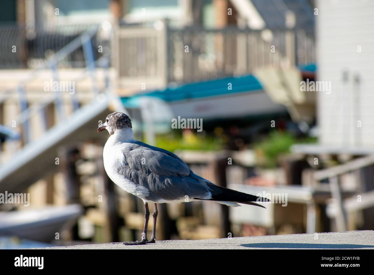 A Seagull Standing on a Ledge Near Boats and Water Looking Off in the ...