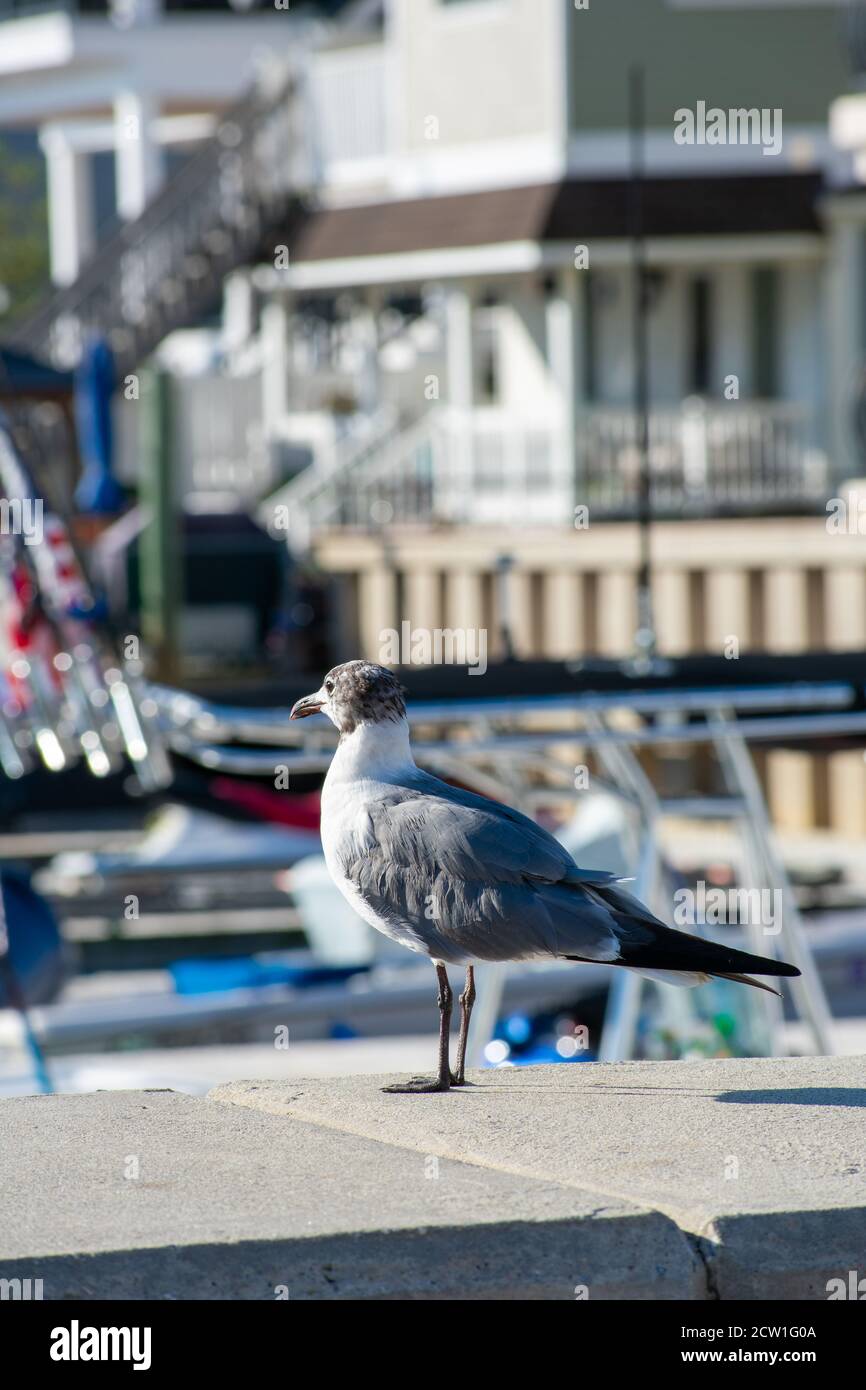 A Seagull Standing on a Ledge Near Boats and Water Looking Off in the ...