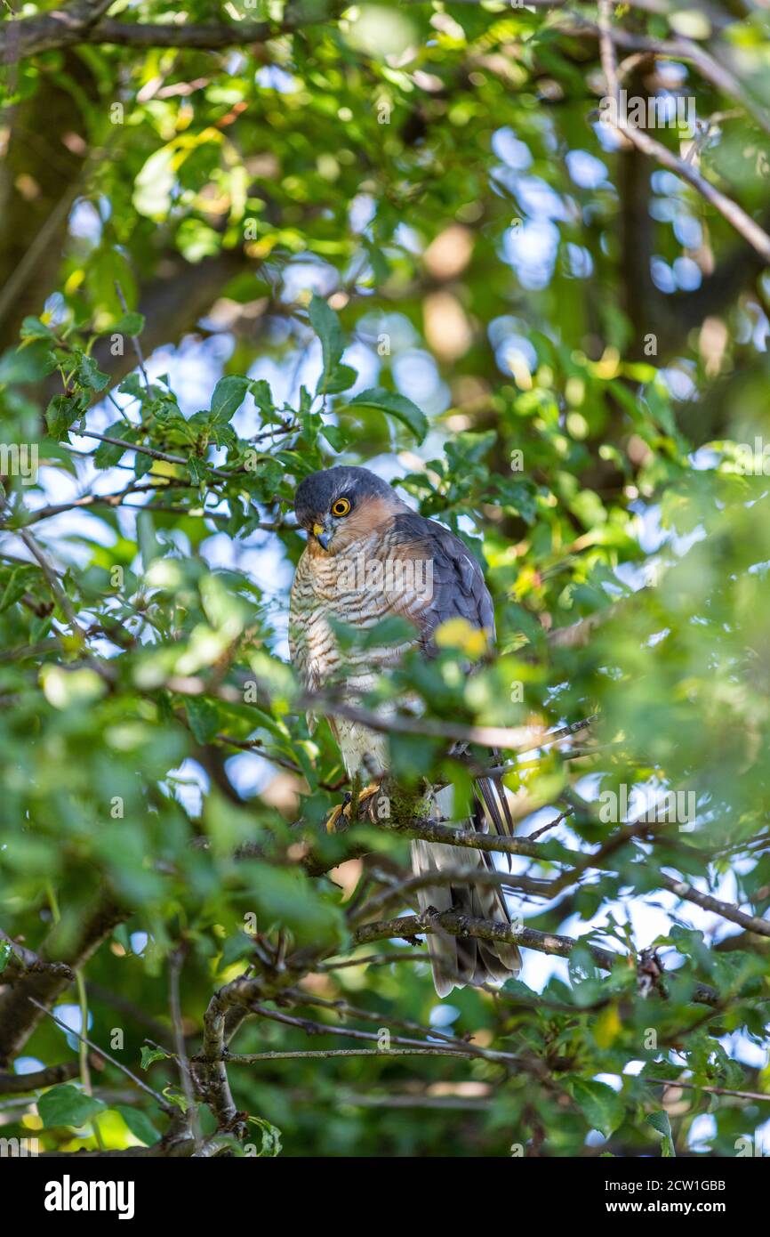 Male eurasian sparrowhawk in a tree hi-res stock photography and images ...