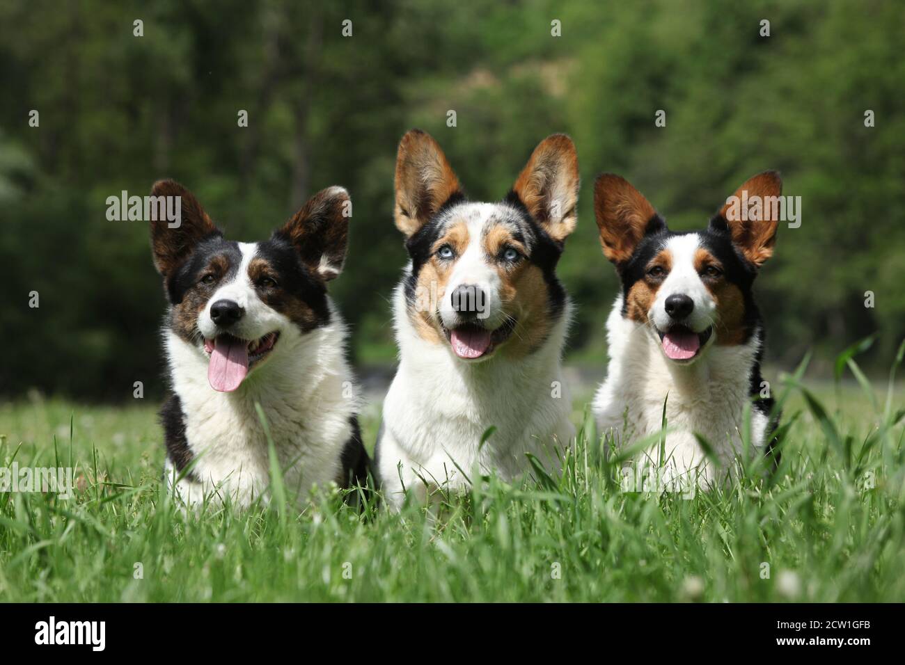 Three attentive dogs hi-res stock photography and images - Alamy
