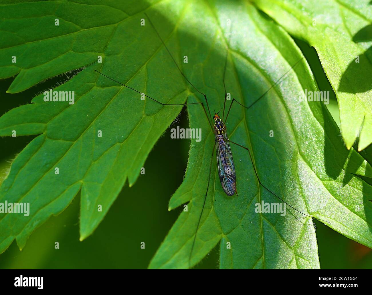 Common Crane Fly (Daddy Long Legs) resting on a vibrant green ...
