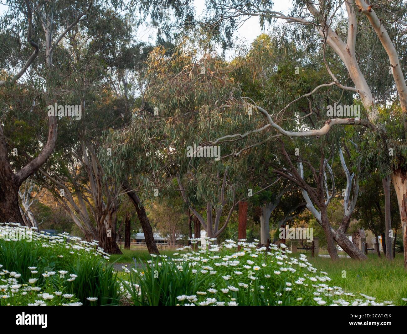 Semi-rural backyard in Western Australia Stock Photo - Alamy