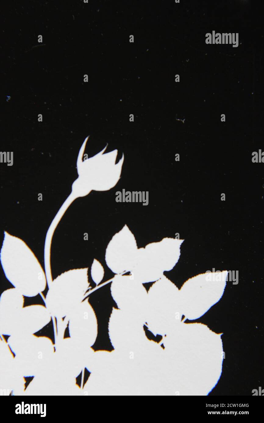 Fine 1970s vintage black and white study series of a natural white rose ...