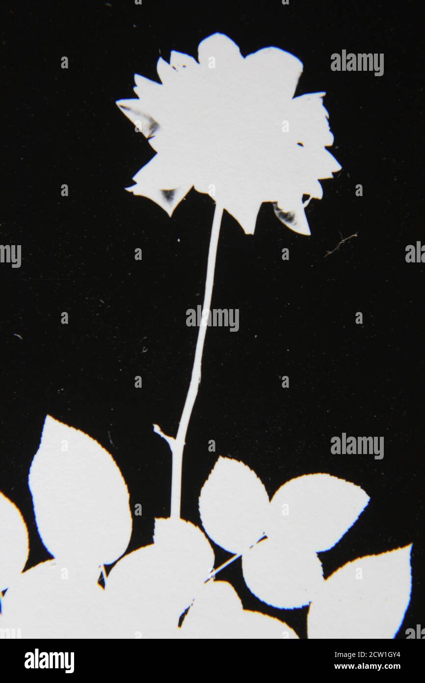 Fine 1970s vintage black and white study series of a natural white rose ...