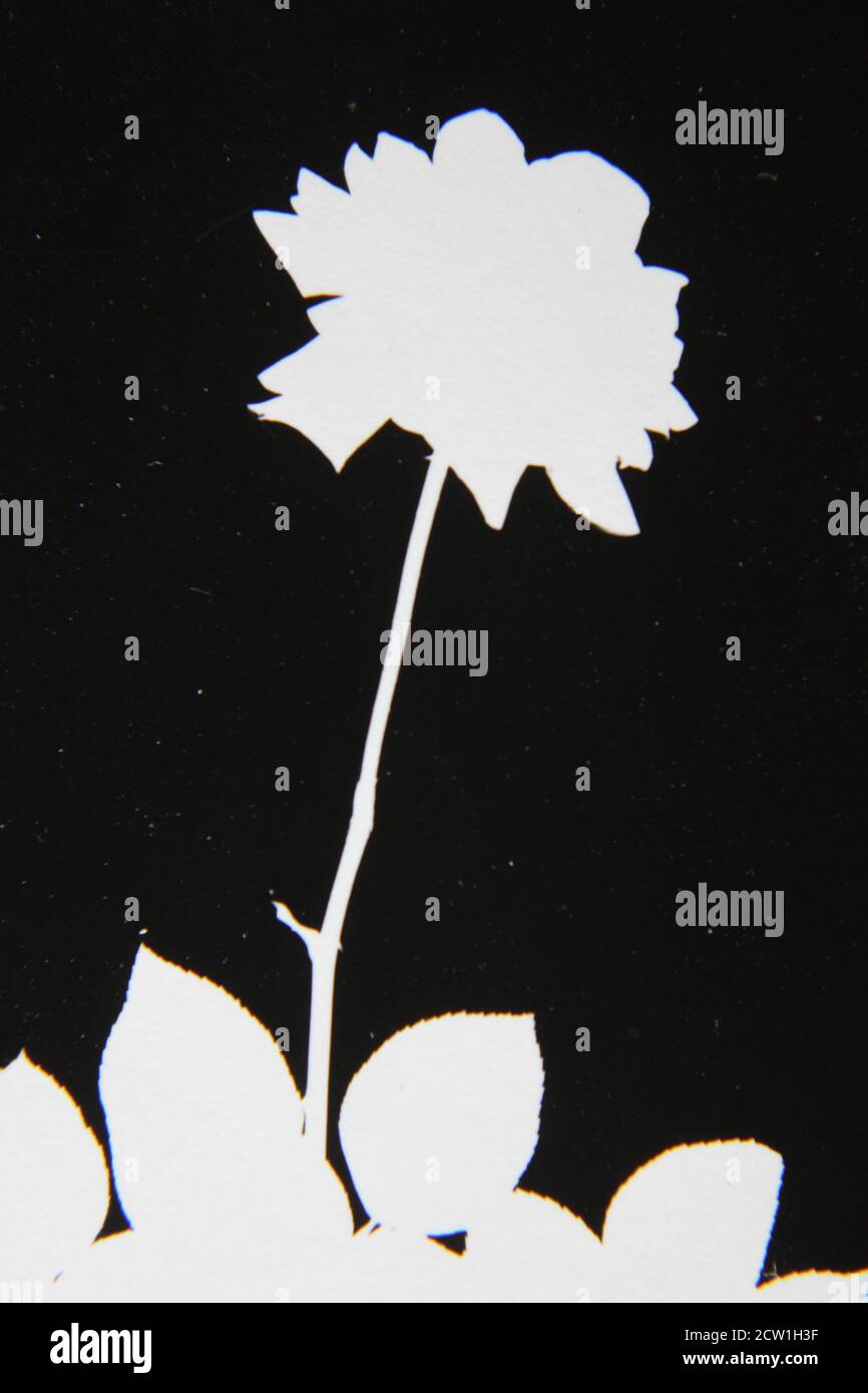 Fine 1970s vintage black and white study series of a natural white rose ...