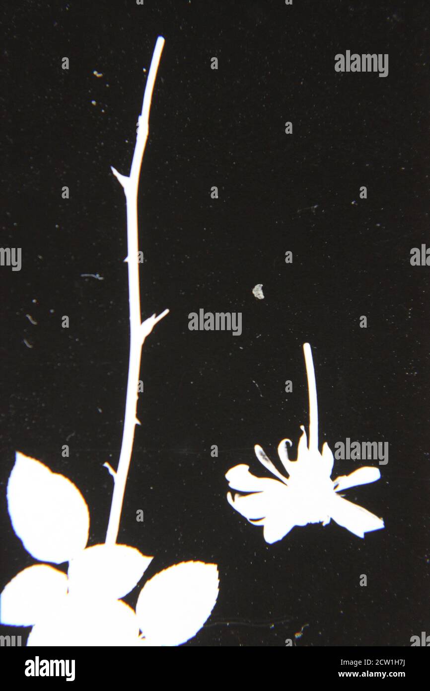 Fine 1970s vintage black and white study series of a black flower ...