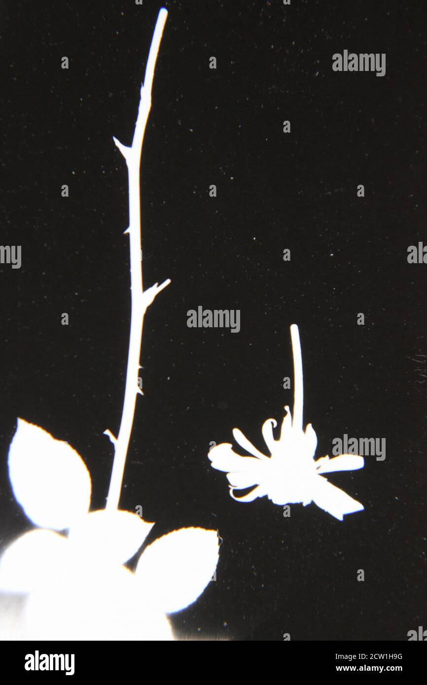 Fine 1970s vintage black and white study series of a black flower ...