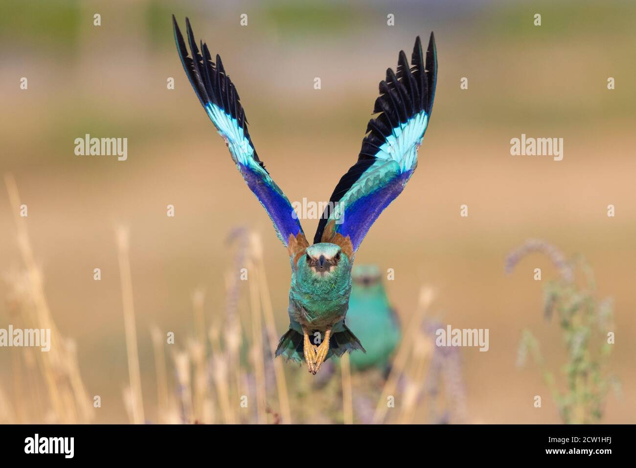 European roller in flight hi-res stock photography and images - Alamy