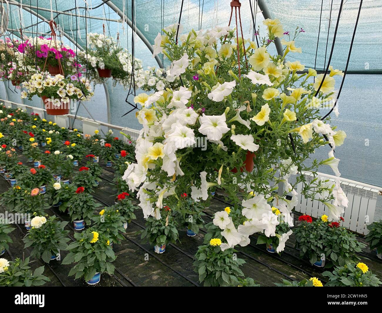 Plant nursery image. High angle view Stock Photo - Alamy