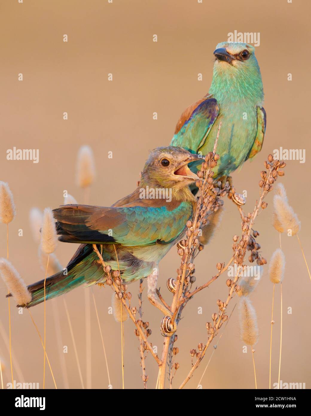 Asphodelus asphodelus sp hi-res stock photography and images - Alamy