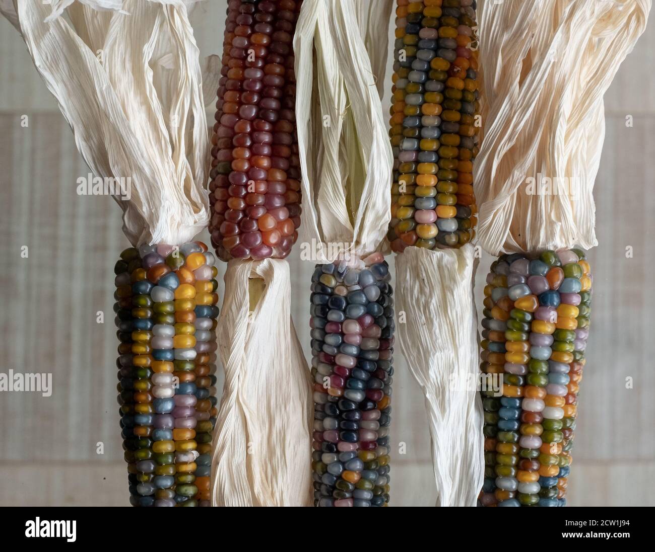 Zea Mays glass gem corn on the cob with multicoloured kernels, grown on ...