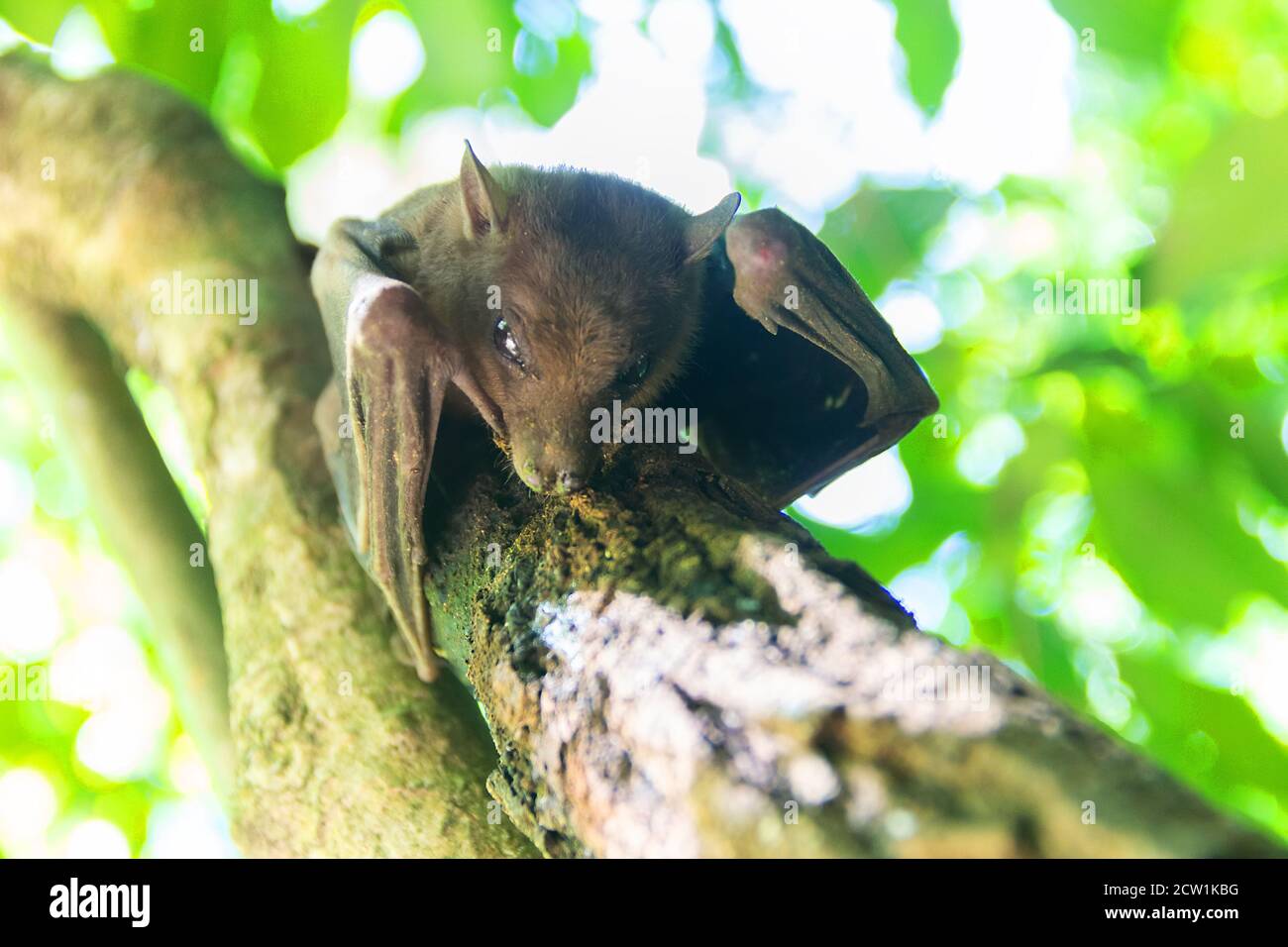 Bat indian flying fox (Pteropus giganteus chinghaiensis) from Sri Lanka ...