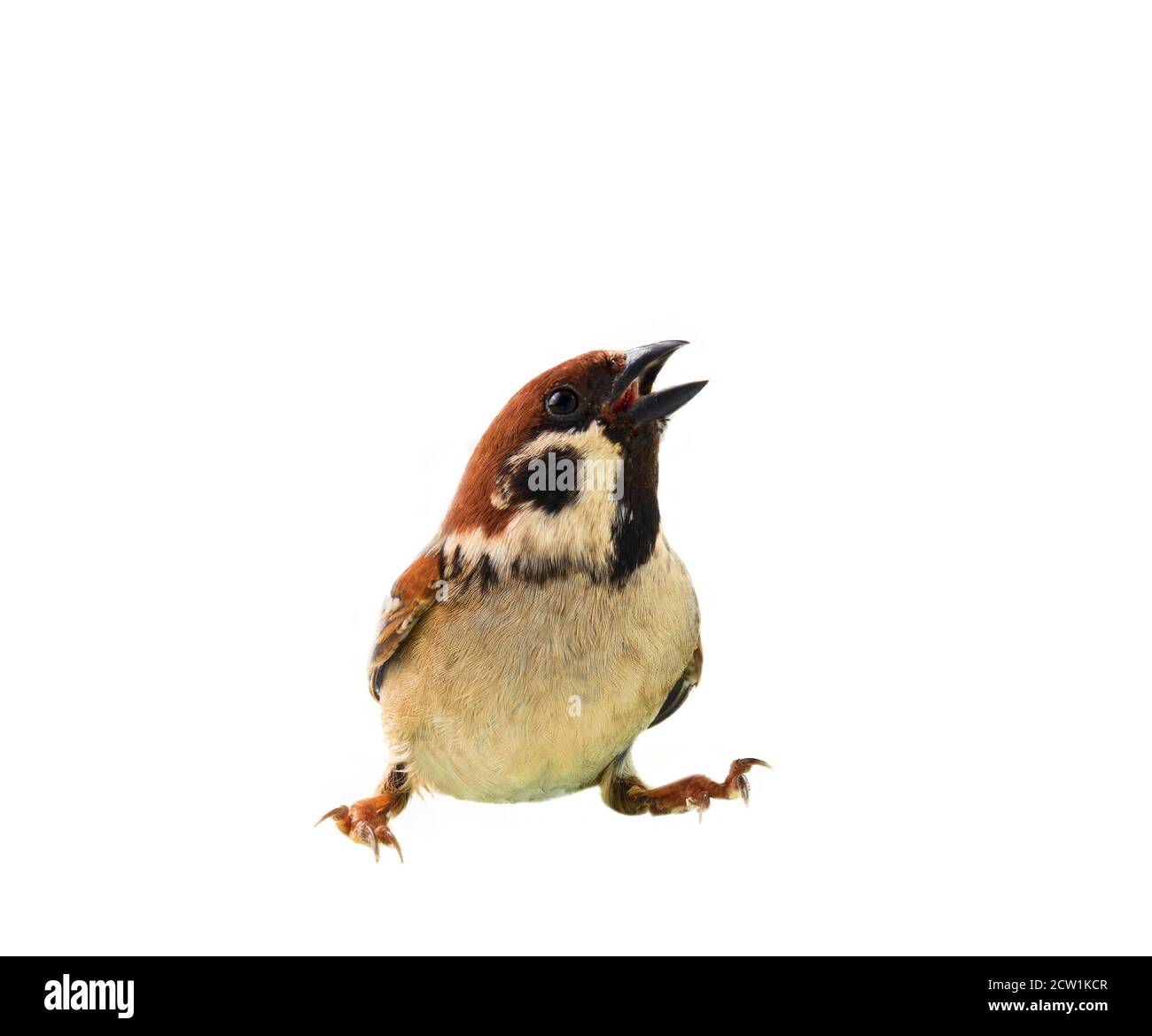 Sparrows as the most common birds in the human environment. Eurasian ...