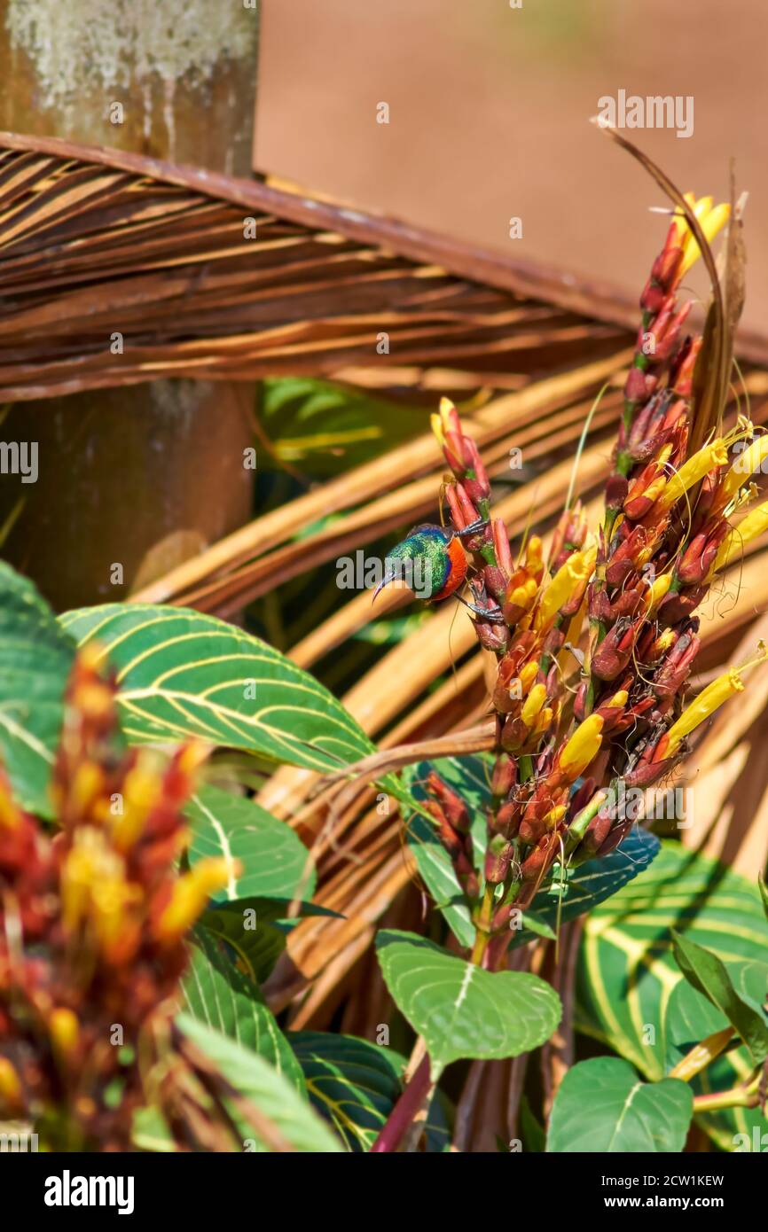 Cameroon flower hi-res stock photography and images - Alamy