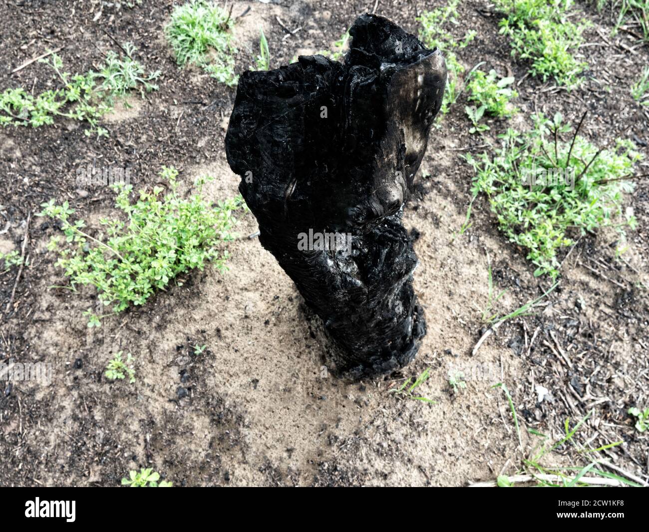 Forestry. Burnt tree trunks after a forest fire that took place three ...
