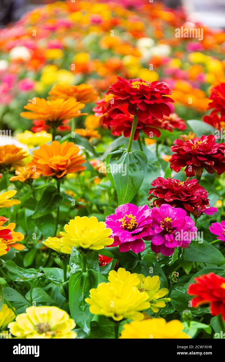 Marigolds and other northern ornamental flowers grow in flower beds in ...