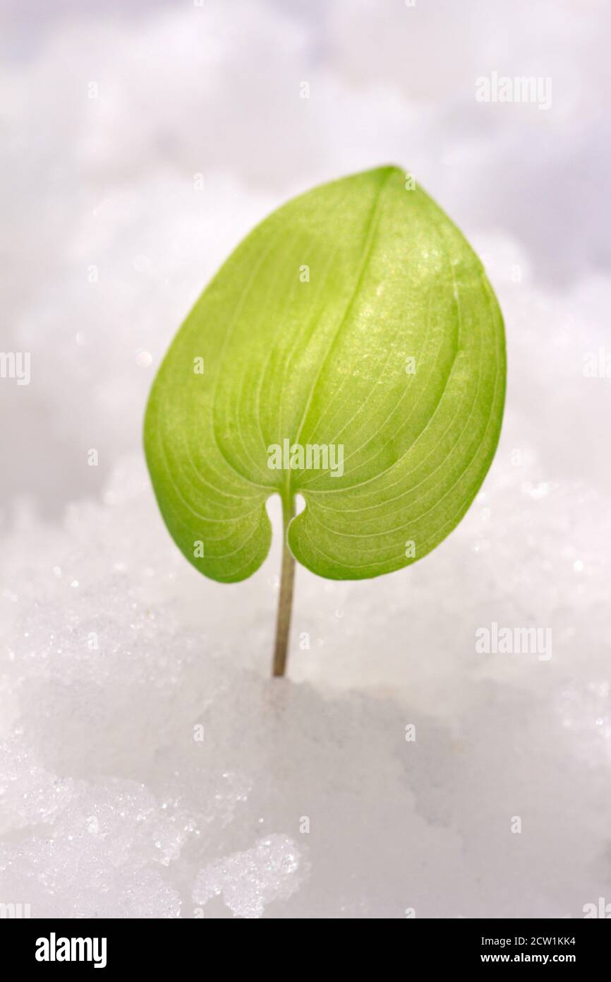 Flower or young green leaf appeared in cold snow. World of wonder ...
