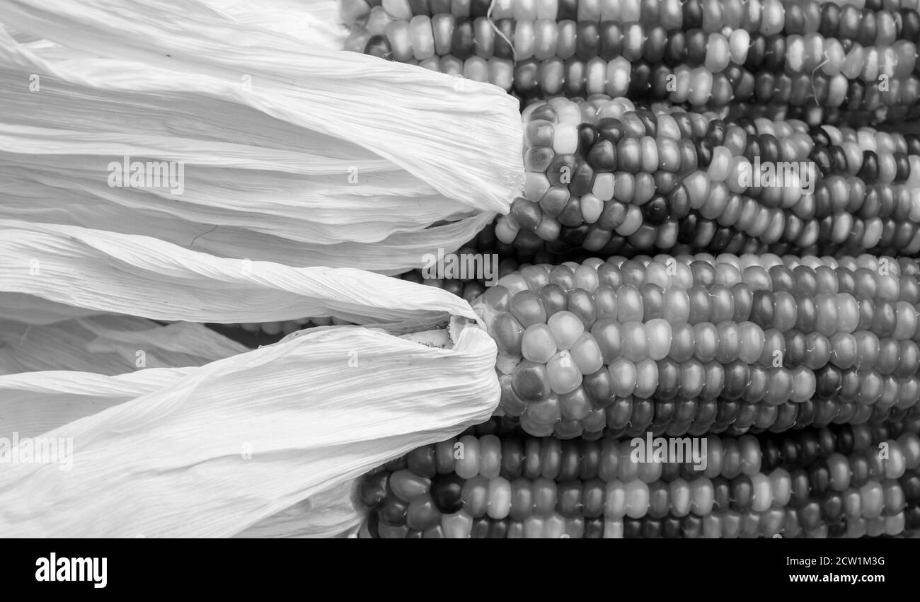 Maize zea mays food grain Black and White Stock Photos & Images - Alamy